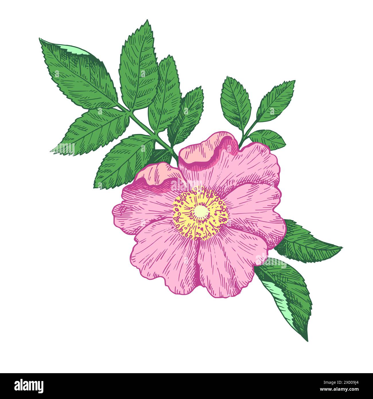 Wild rose black in vintage etching style isolated on white background ...