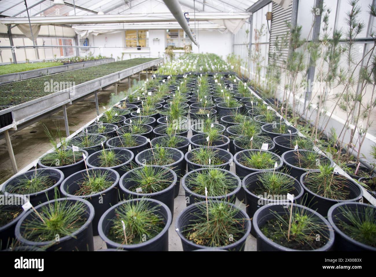 Conservatory of forest biotechnology laboratory hi-res stock ...