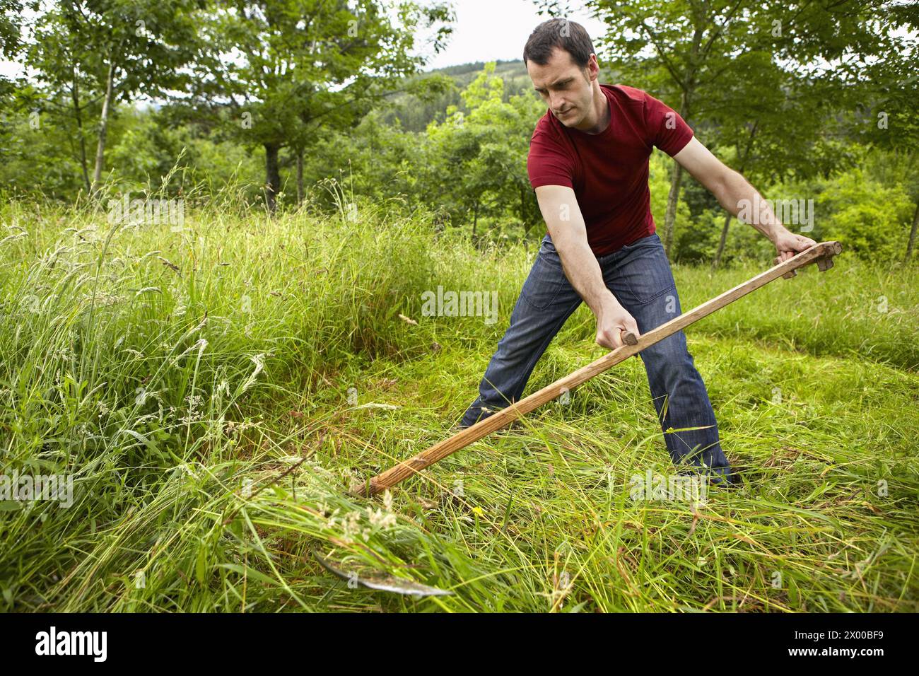 Man using scythe, hand tool, farming, Guipuzcoa, Basque Country, Spain ...