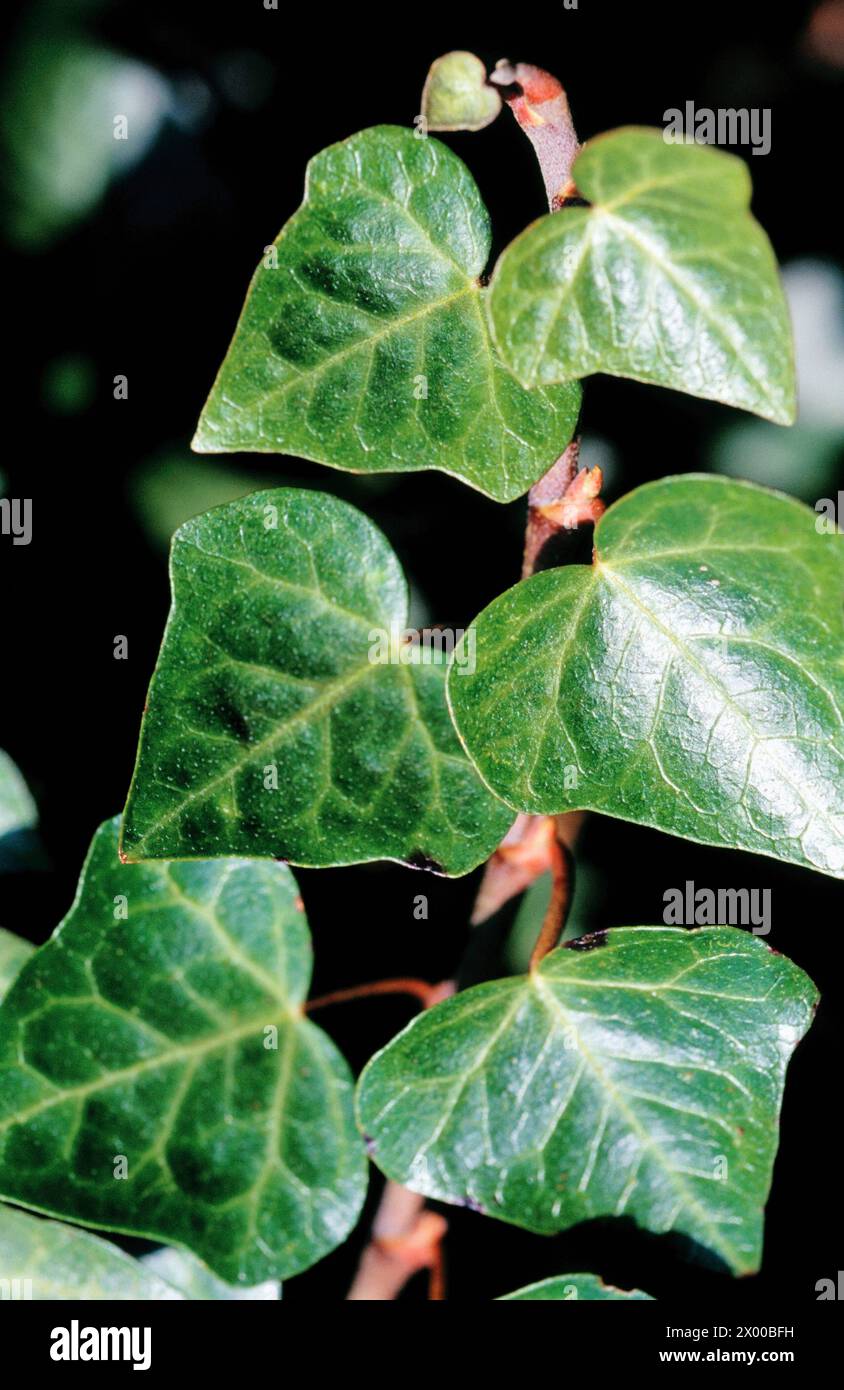 English Ivy (Hedera helix Stock Photo - Alamy