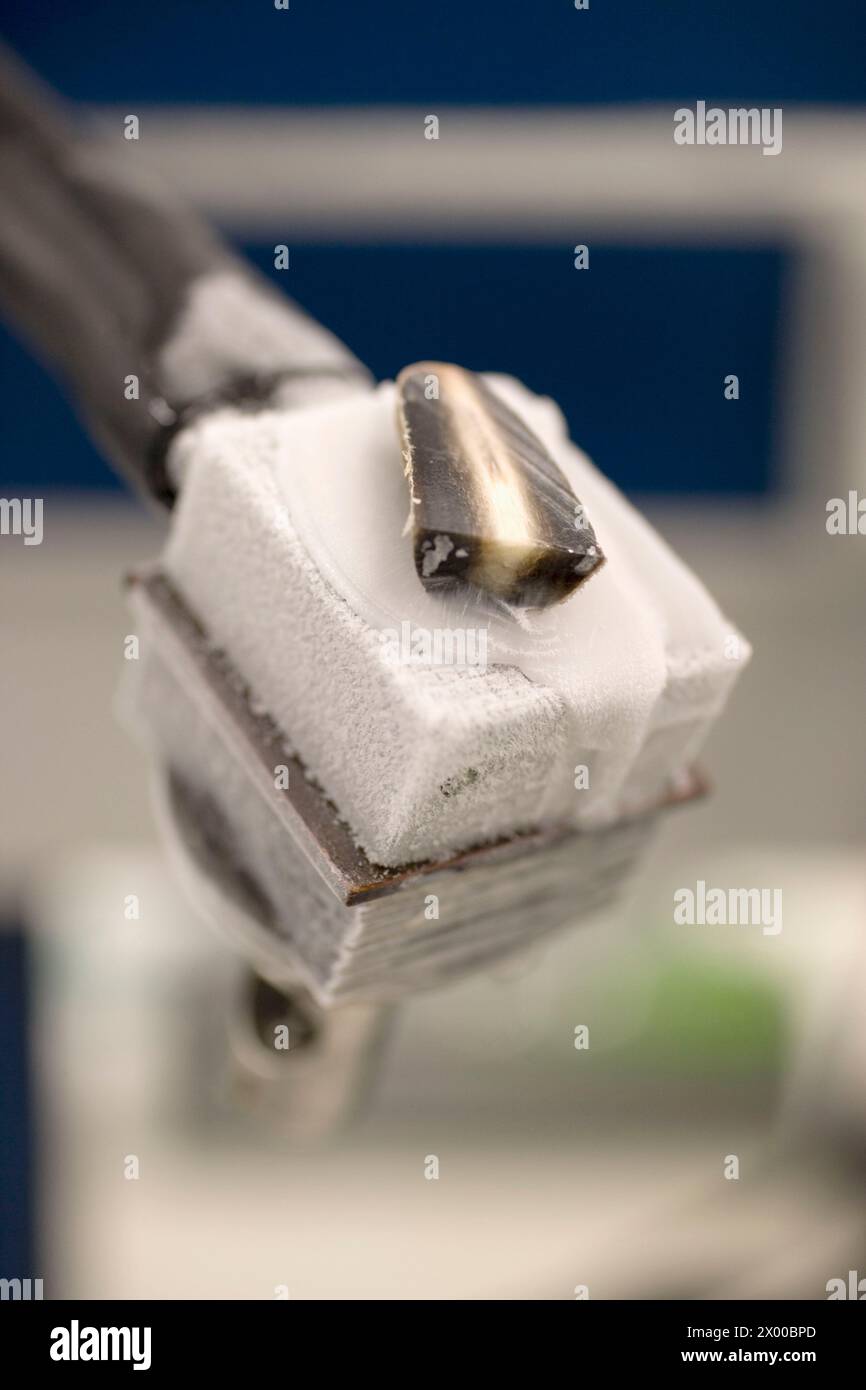 Bull´s horn sample on microtome, Laboratory of Pathological anatomy ...