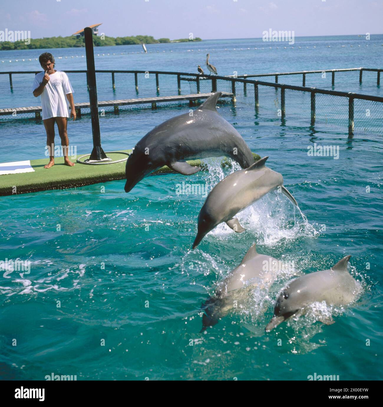 Dolphins in San Martín de Pajarales aquarium, Rosario Islands ...