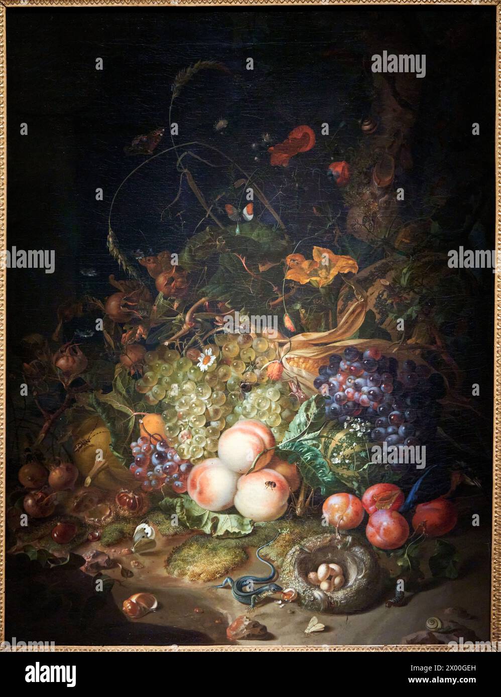Fruits, Flowers, Reptiles and Insects at the Edge of a Forest, 1716 ...