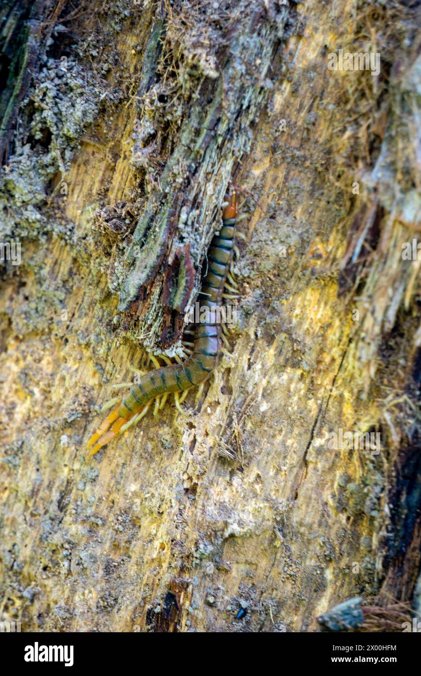 Brown centipedes (Lipan, kilopoda, kelabang) hide in dry wood Stock ...