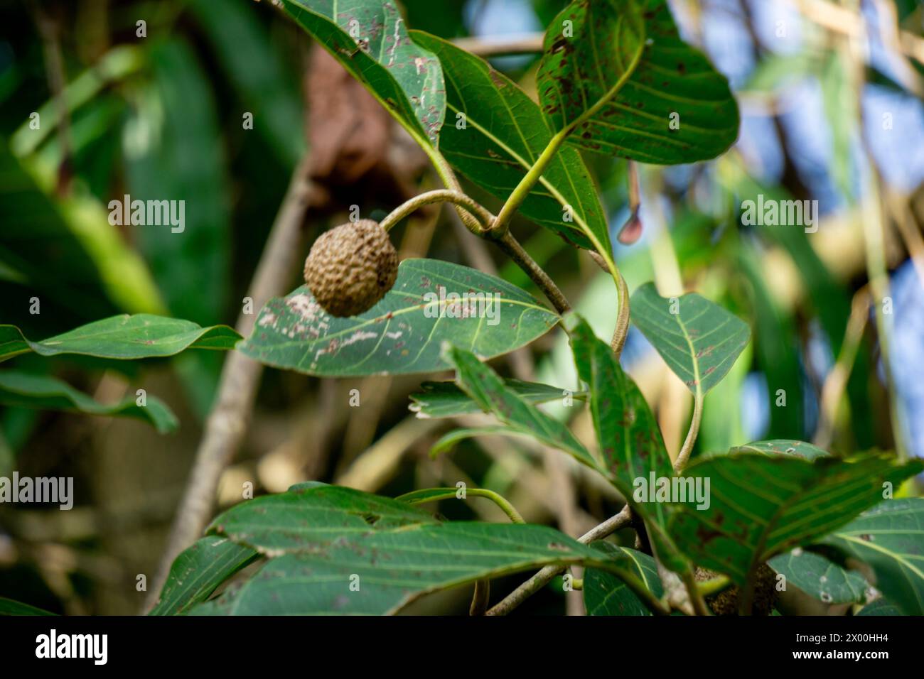Nauclea latifolia also known by its common name African peach Stock ...