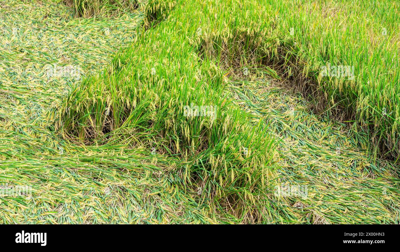 Rice collapsed in the fields due to strong winds and flooding Stock ...