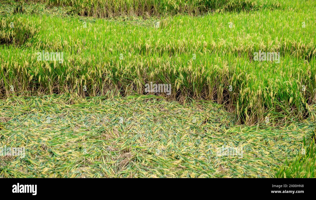 Rice collapsed in the fields due to strong winds and flooding Stock ...