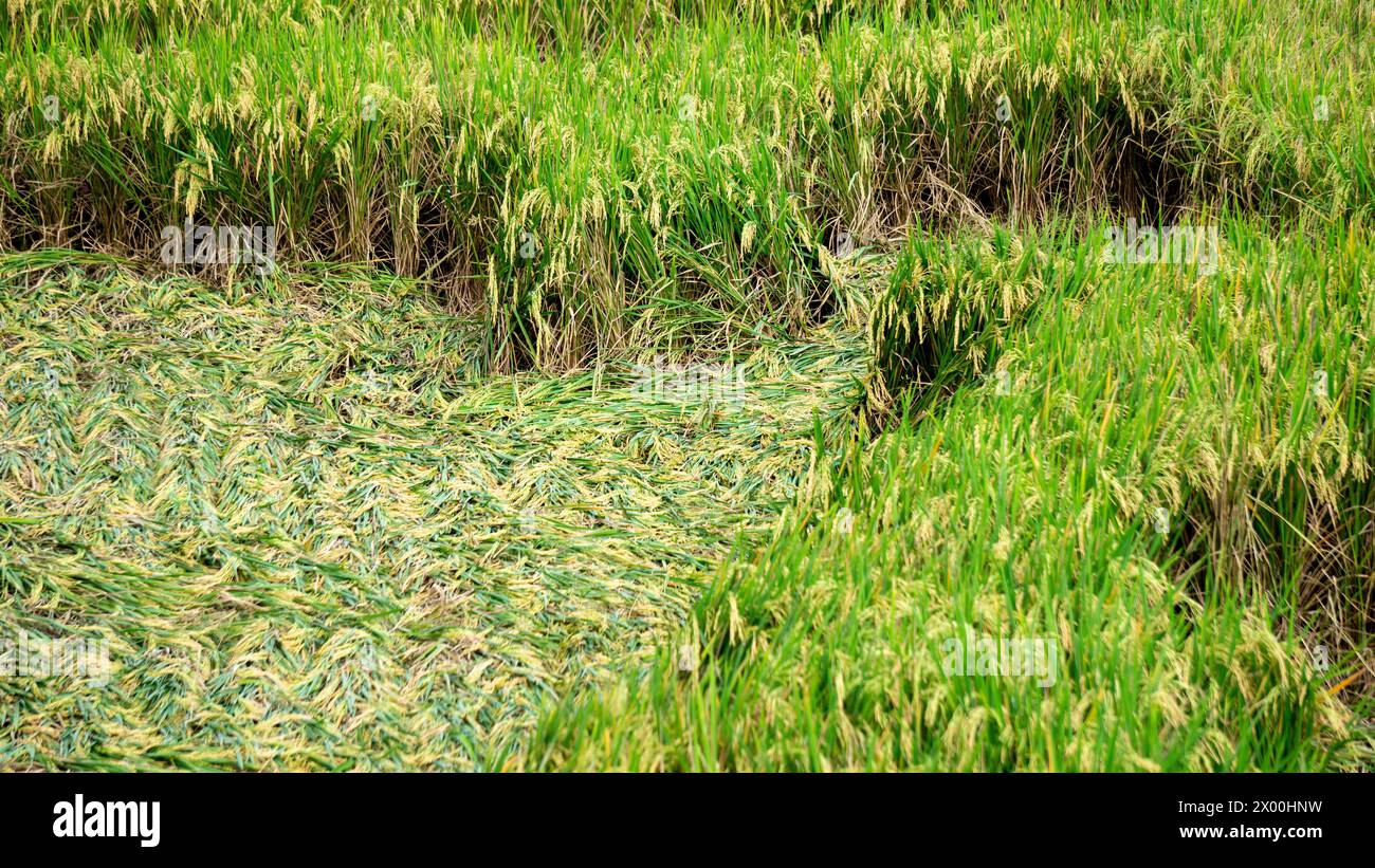 Rice fields indonesia flooding field hi-res stock photography and ...