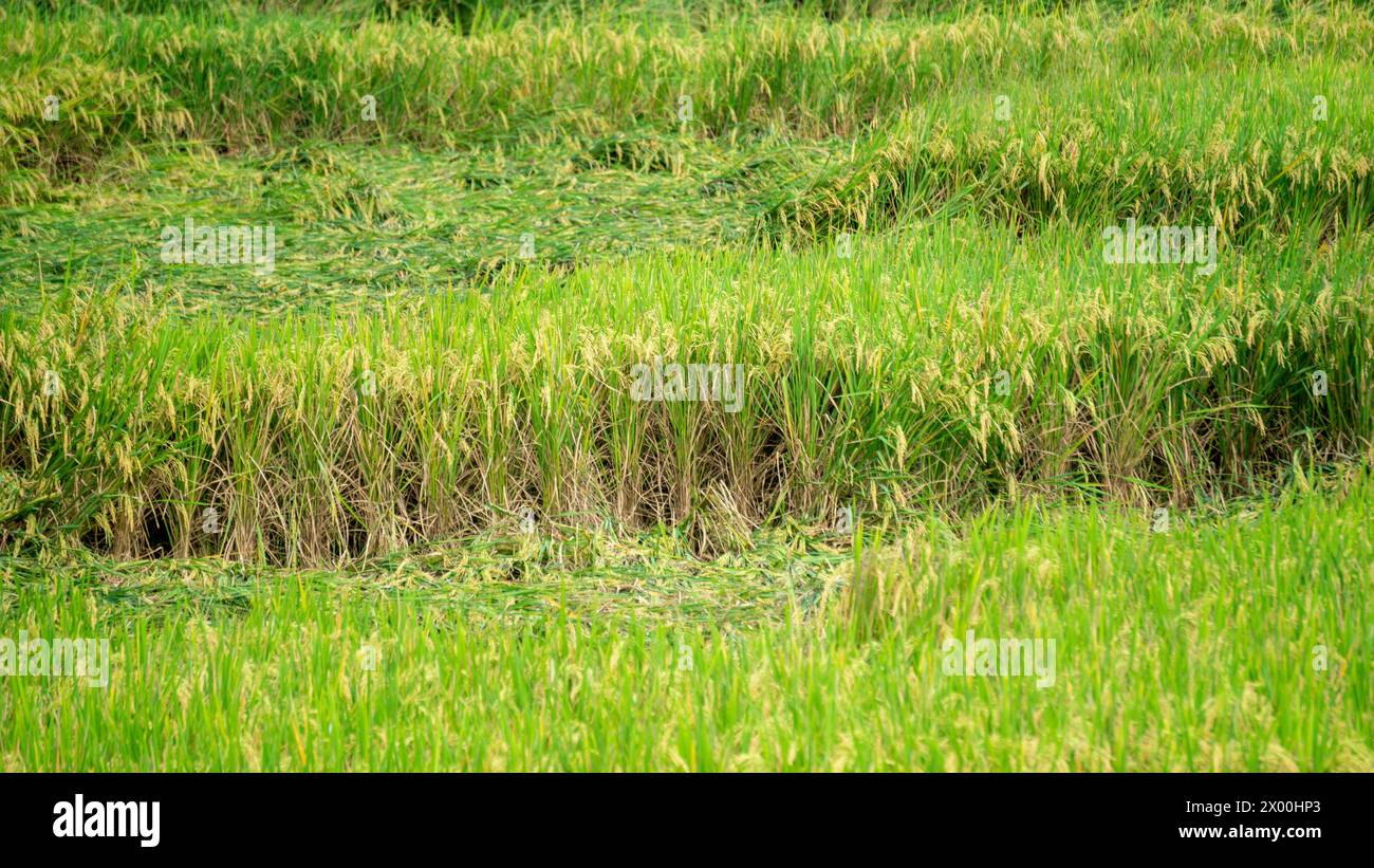 Rice collapsed in the fields due to strong winds and flooding Stock ...