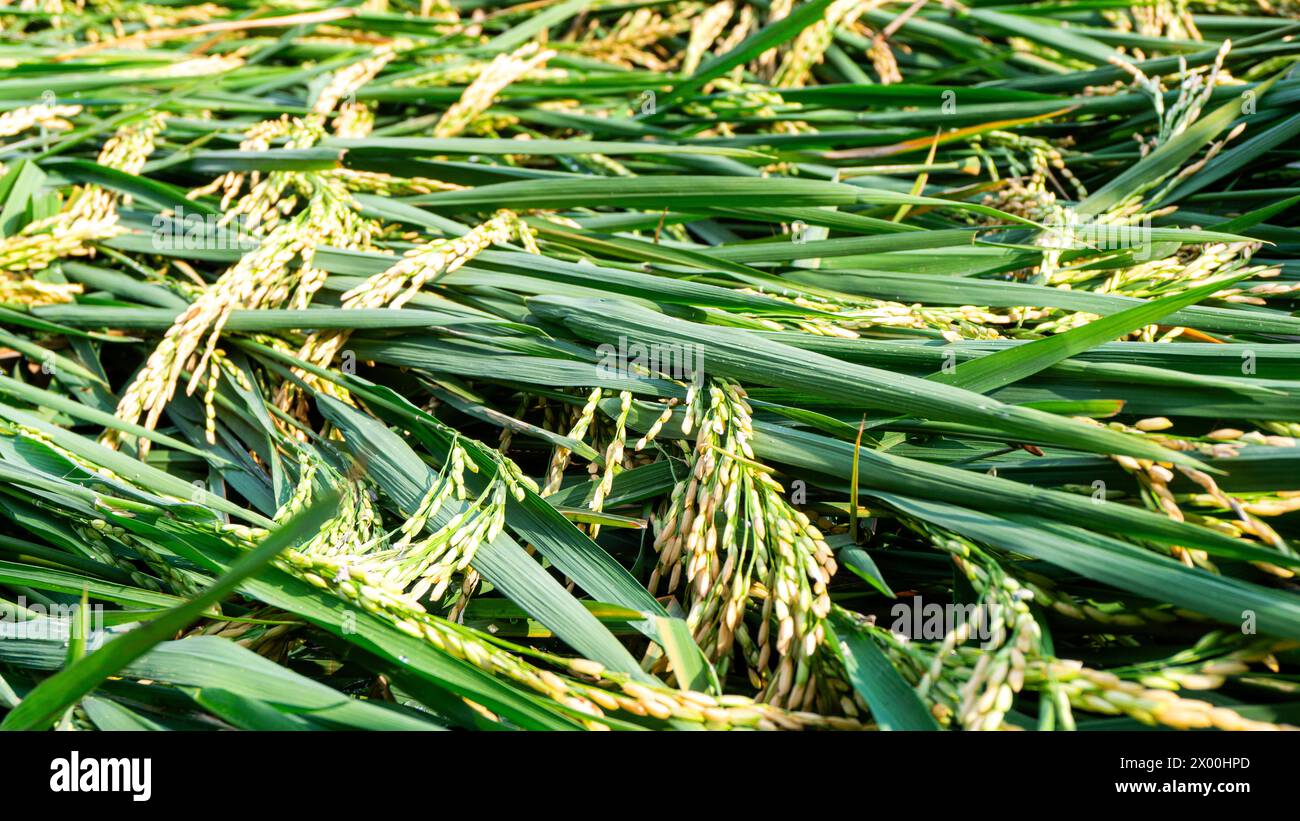 Rice collapsed in the fields due to strong winds and flooding Stock ...