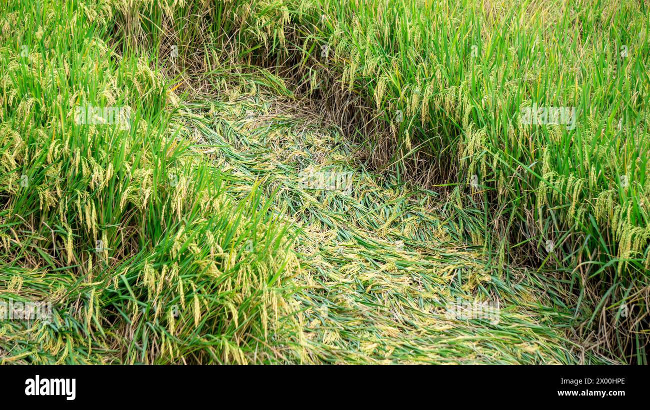 Rice collapsed in the fields due to strong winds and flooding Stock ...