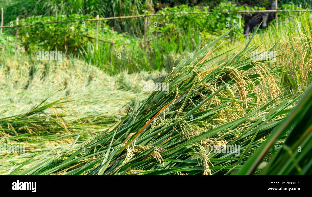 Rice collapsed in the fields due to strong winds and flooding Stock ...