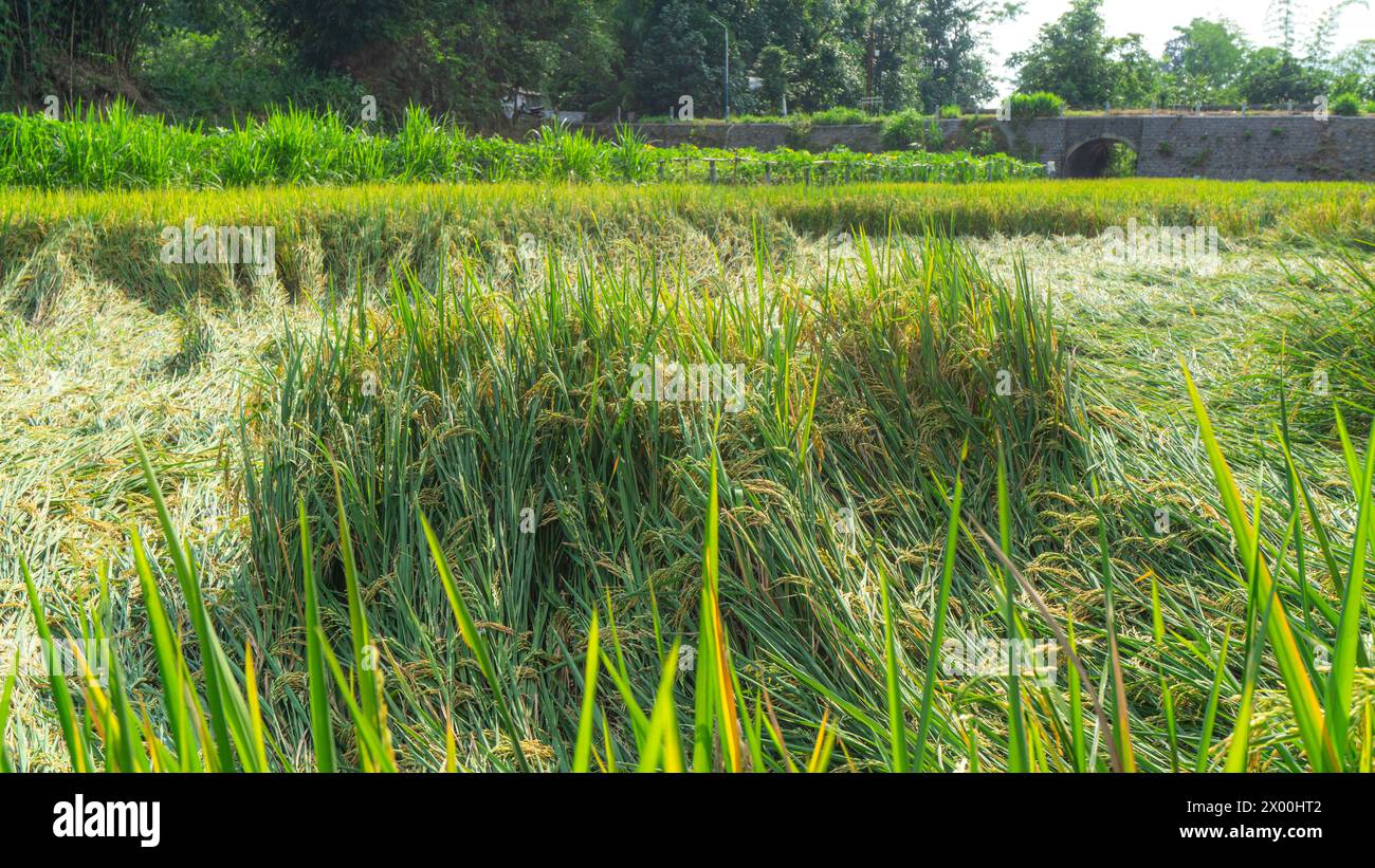 Rice collapsed in the fields due to strong winds and flooding Stock ...