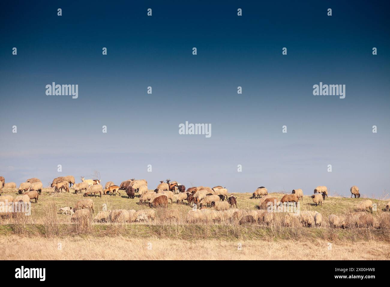Picture of sheeps, white sheeps, standing in a pasture. Sheep are ...