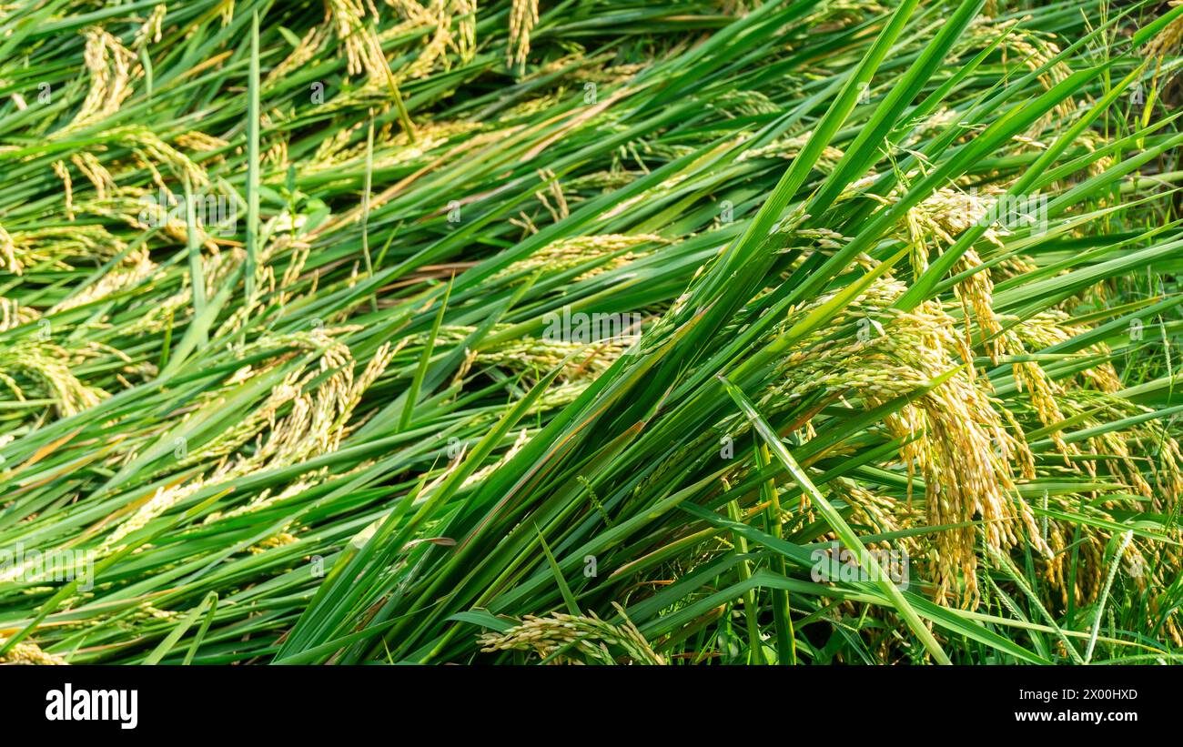 Rice collapsed in the fields due to strong winds and flooding Stock ...