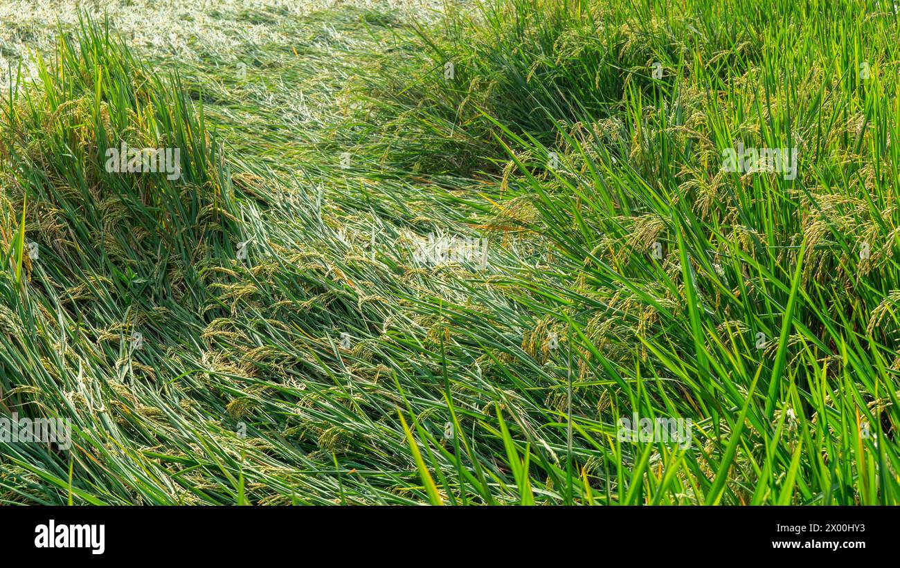 Rice fields indonesia flooding field hi-res stock photography and ...