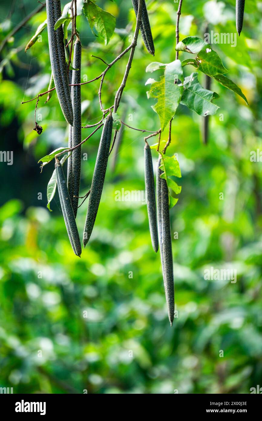 Wrightia pubescens (Mentaok, Mentaos, Bintaos) plant. This plant grows ...