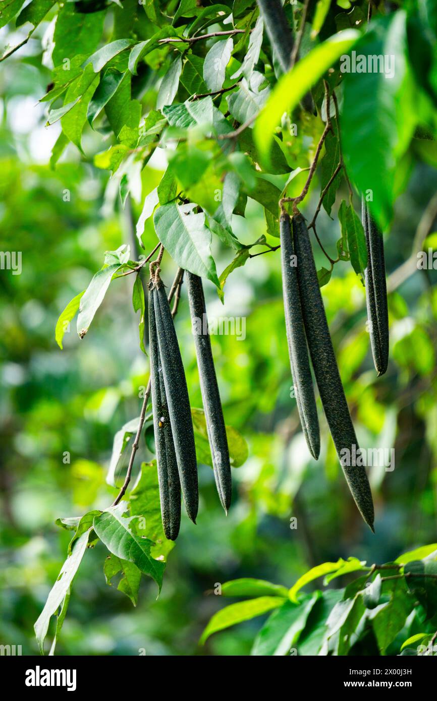 Wrightia pubescens (Mentaok, Mentaos, Bintaos) plant. This plant grows ...