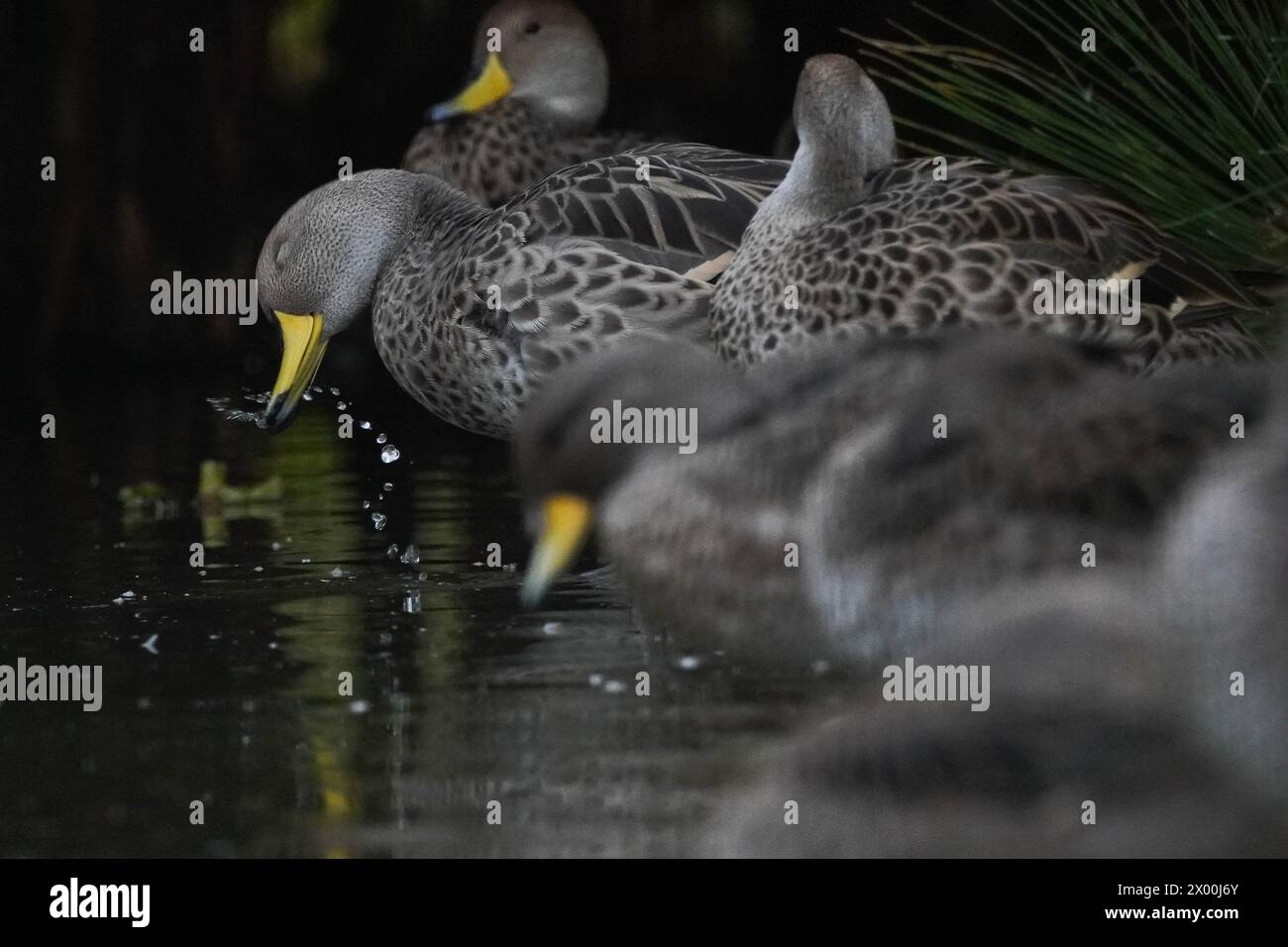 Duck wildlife in santiago chile hi-res stock photography and images - Alamy