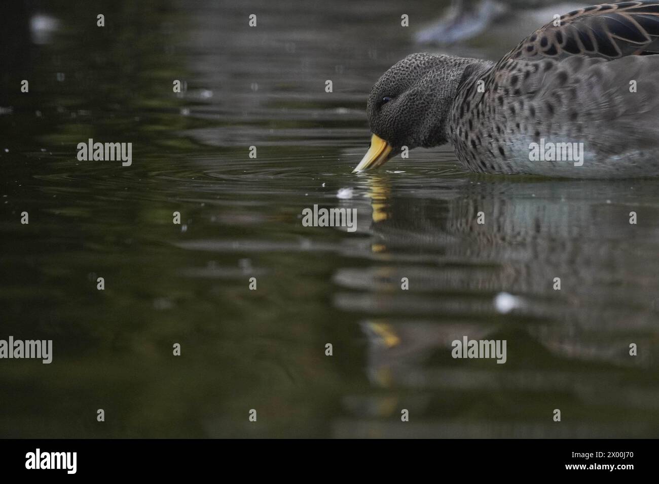 Duck wildlife in santiago chile hi-res stock photography and images - Alamy
