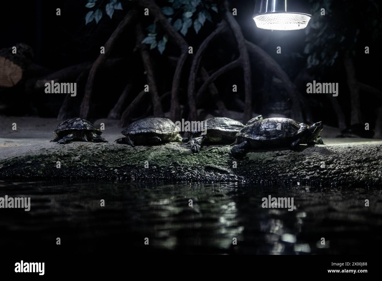 Four turtles hi-res stock photography and images - Alamy