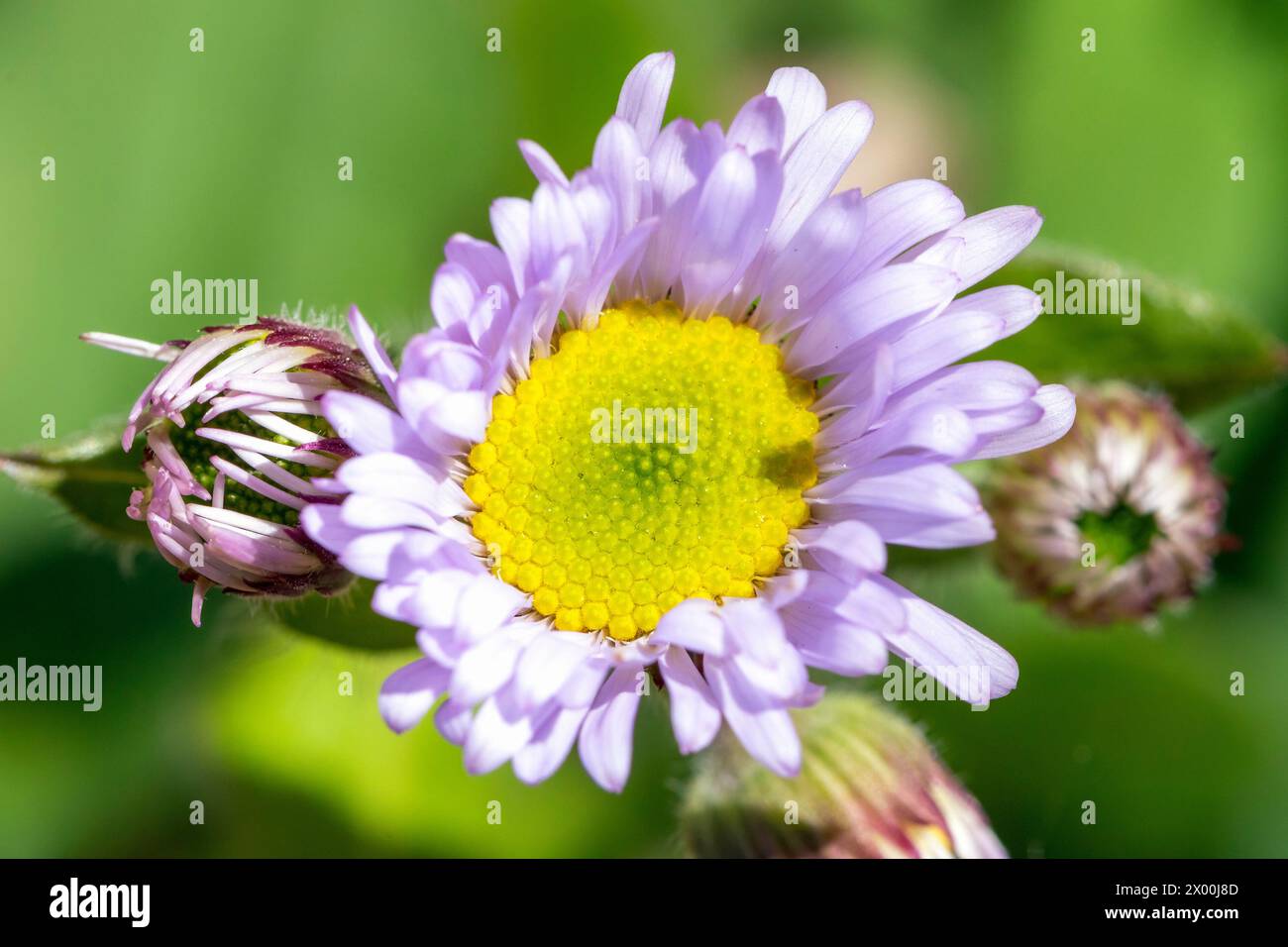 Close up of a purple aster (Asteraceae) flower - Pisgah National Forest ...