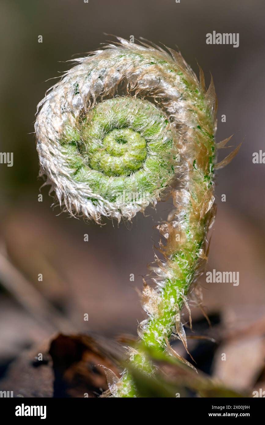 Fiddlehead Fern - Pisgah National Forest, Brevard, North Carolina, USA ...