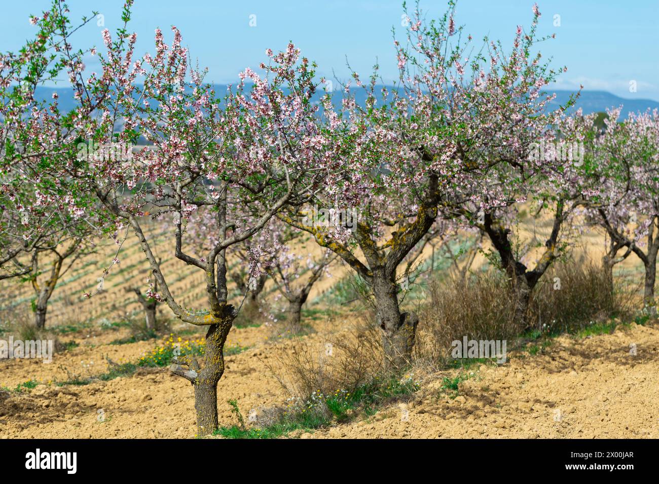 Domesticated almond tree hi-res stock photography and images - Alamy