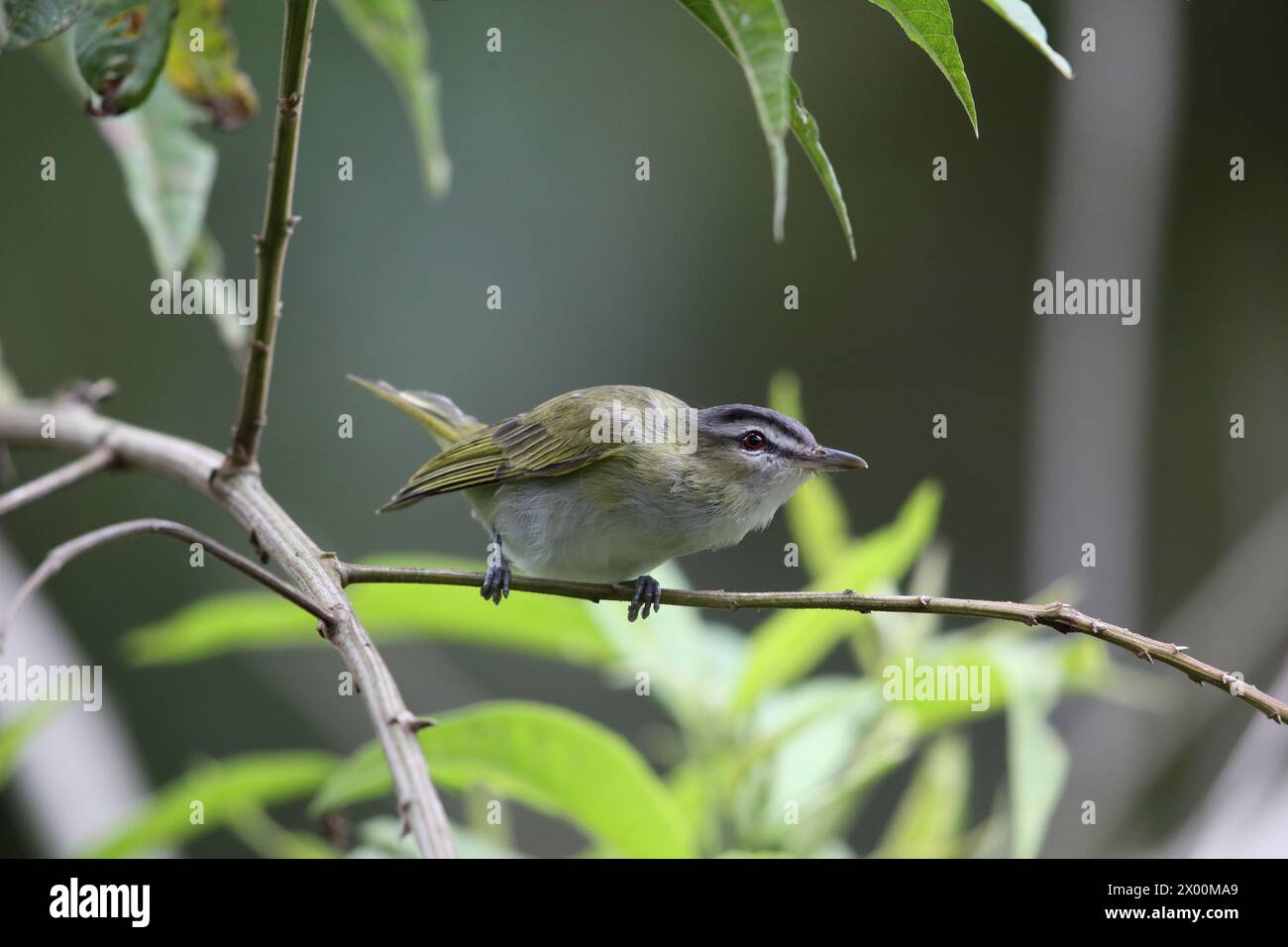 The red-eyed vireo (Vireo olivaceus) is a small American songbird. This ...