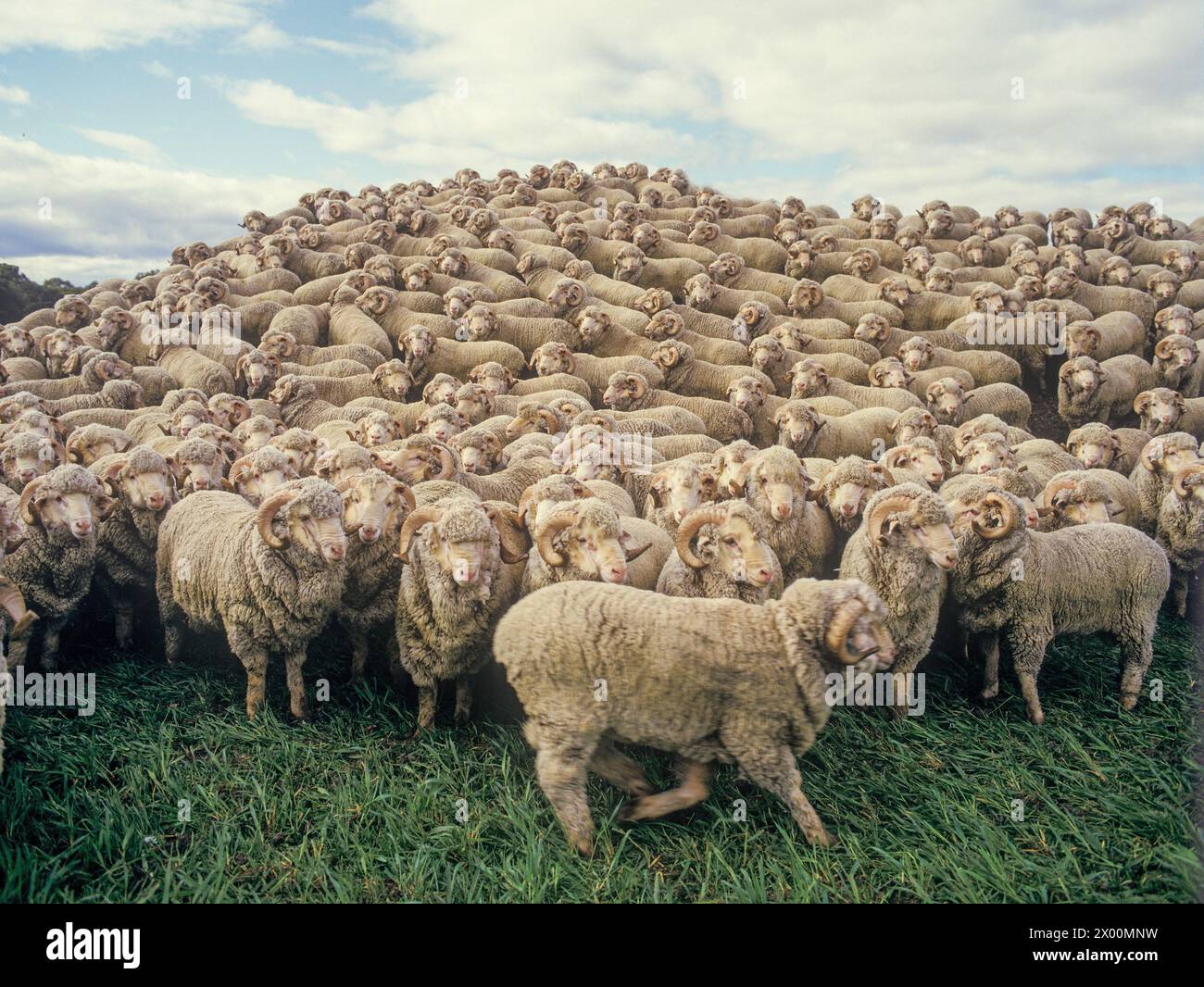 Merino rams hi-res stock photography and images - Alamy