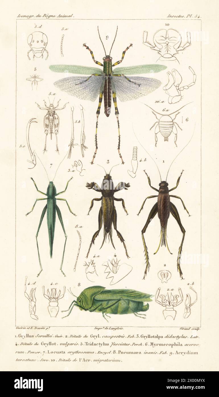 Acrydium tarsatum hi-res stock photography and images - Alamy