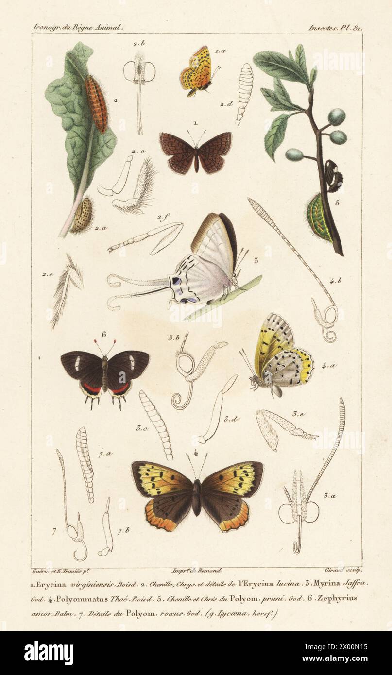 Little metalmark, Calephelis virginiensis 1, Rothschildia erycina larva ...