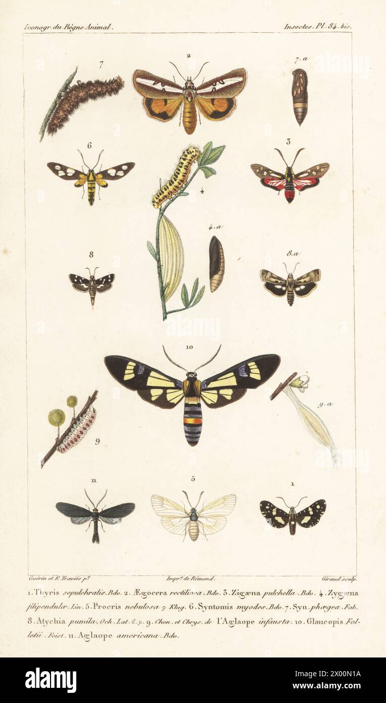 South african day flying moth hi-res stock photography and images - Alamy