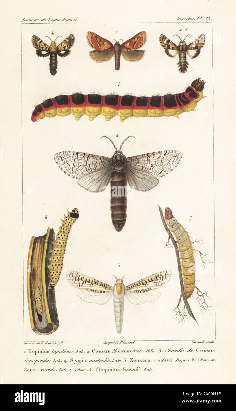 Leopard moth larva hi-res stock photography and images - Alamy