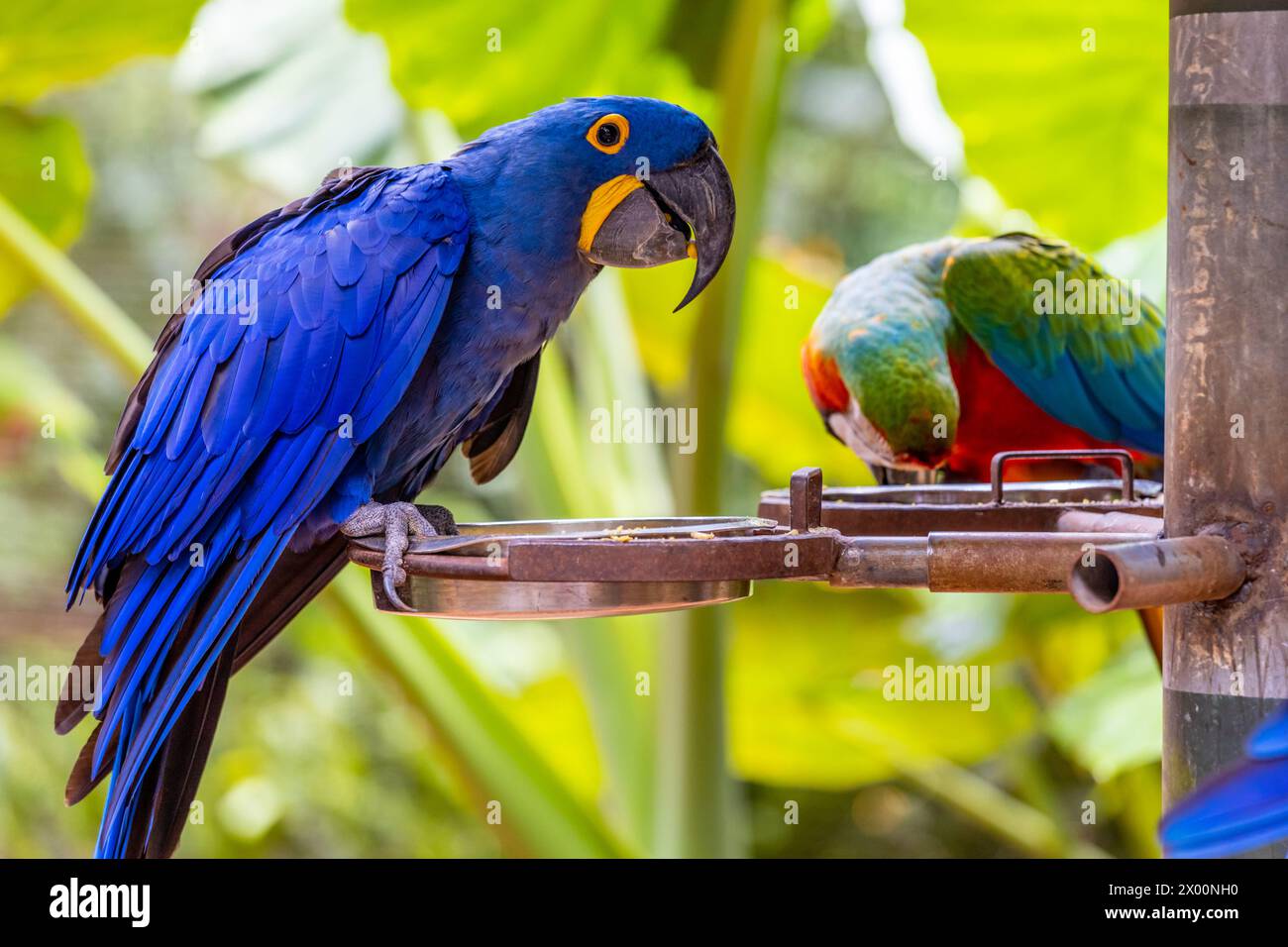 Tropical Rainforest Blue Macaw 3,185 Parrots Tropical Rainforest Stock