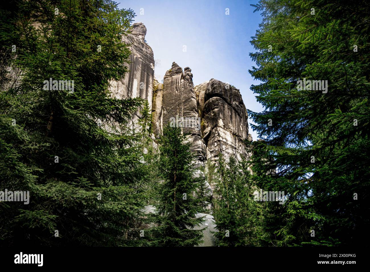 Towering greenery contrast hi-res stock photography and images - Alamy