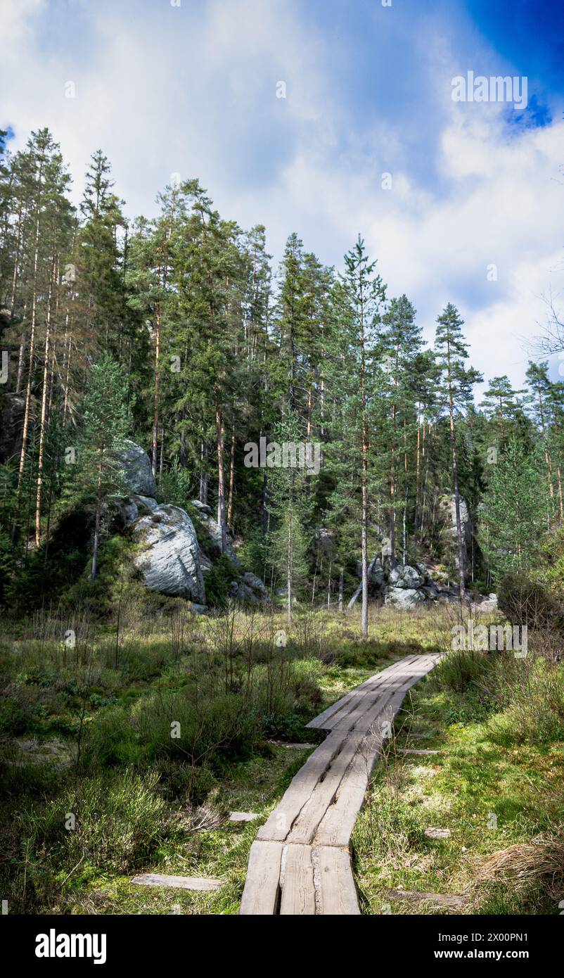 Hikers walk through woods hi-res stock photography and images - Alamy