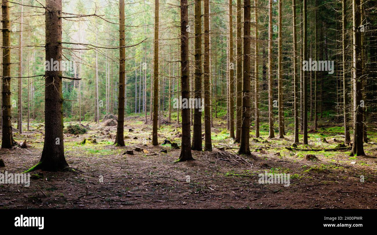 Dense Forest of Tall Trees Stock Photo - Alamy