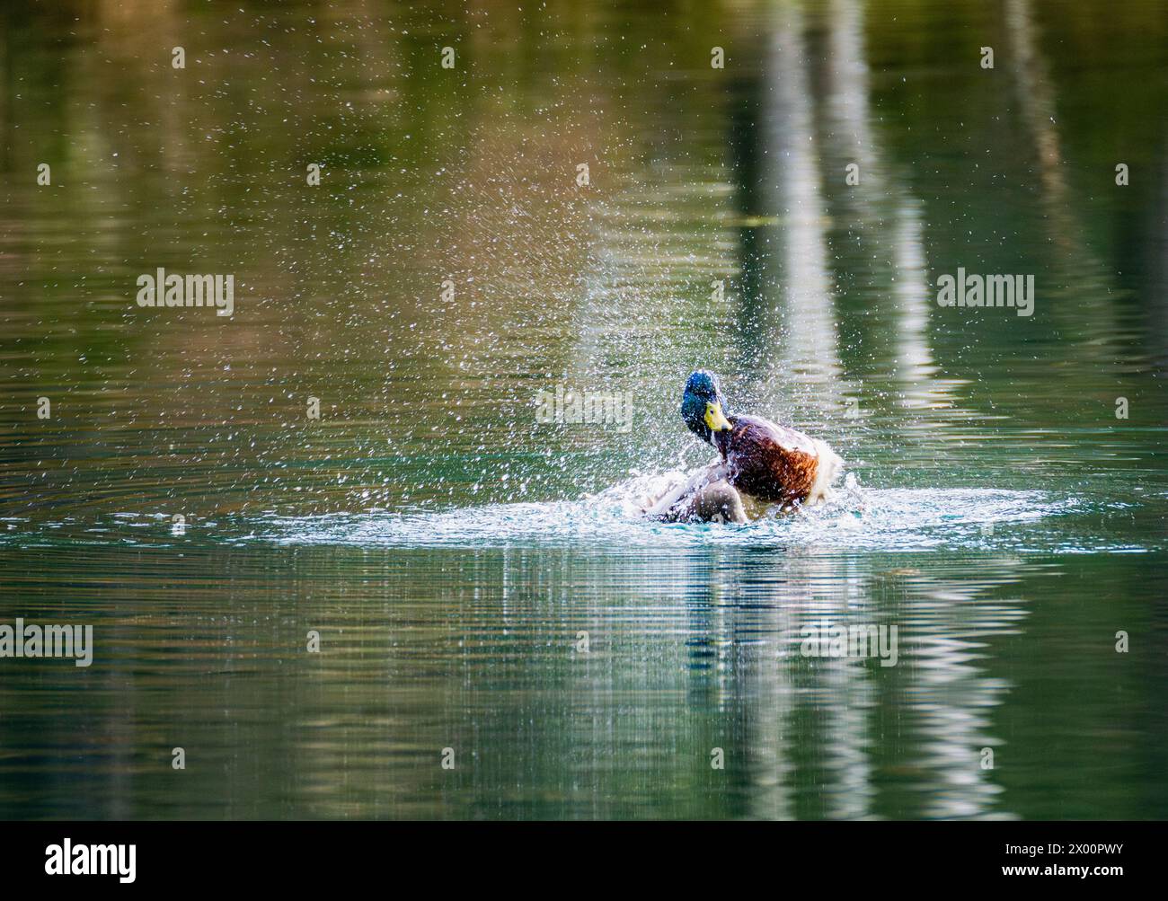 Floating duck hi-res stock photography and images - Alamy