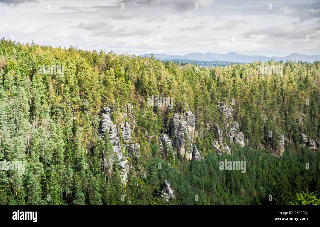 Dense Forest With Tall Trees Stock Photo - Alamy