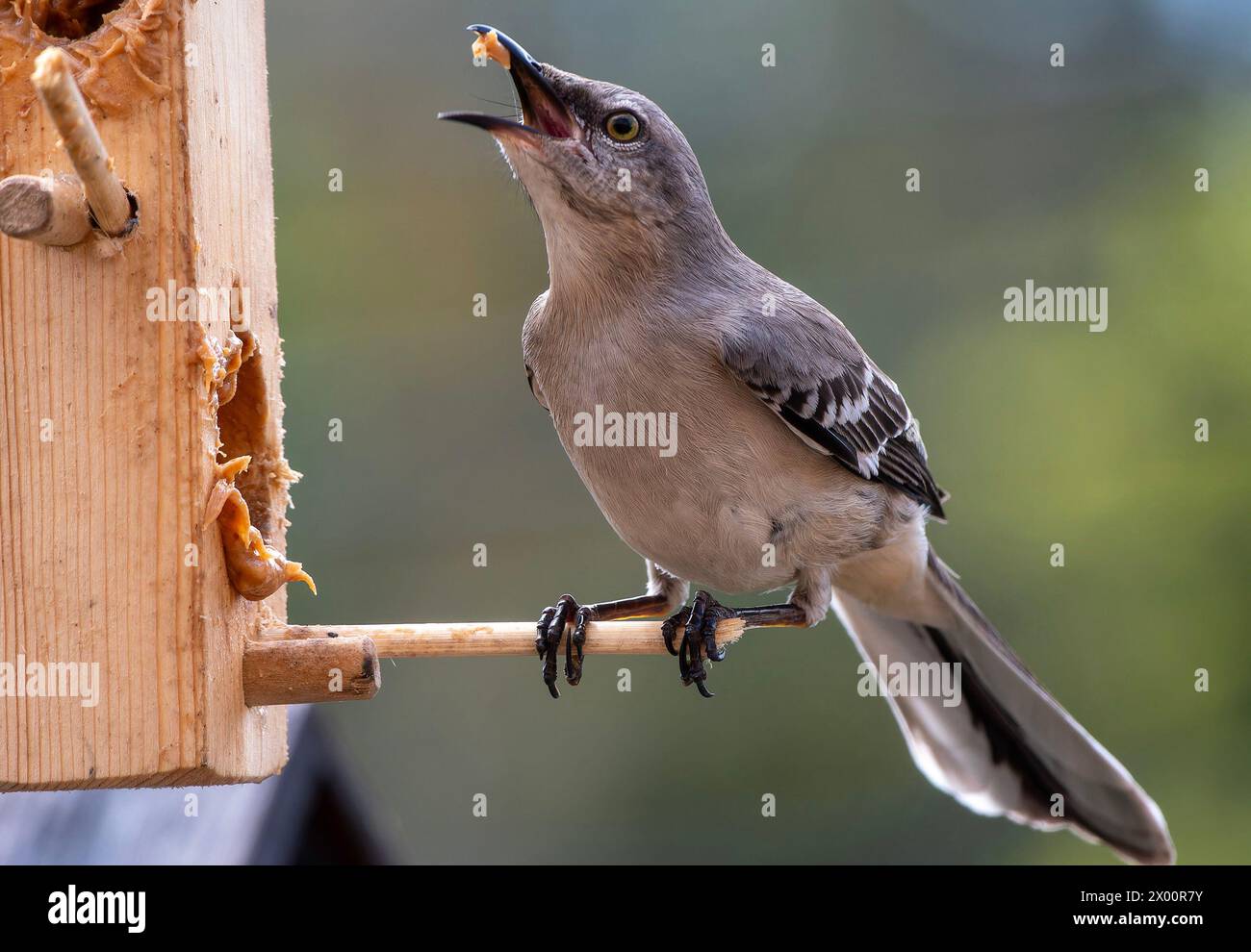 A Northern Mockingbird on the peanut Butter bird feeder Stock Photo - Alamy