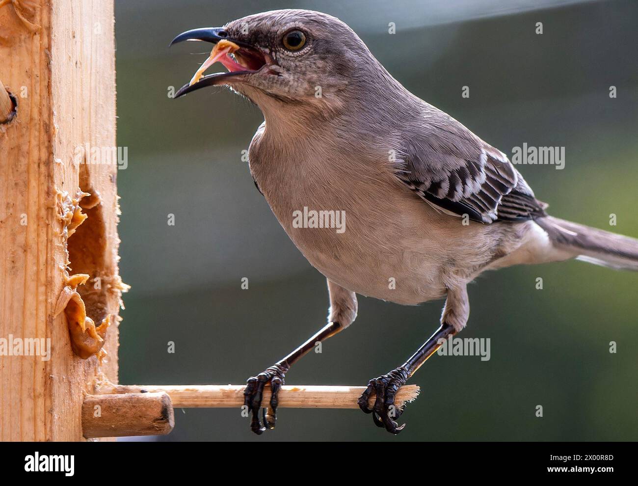 A Northern Mockingbird on the peanut Butter bird feeder Stock Photo - Alamy