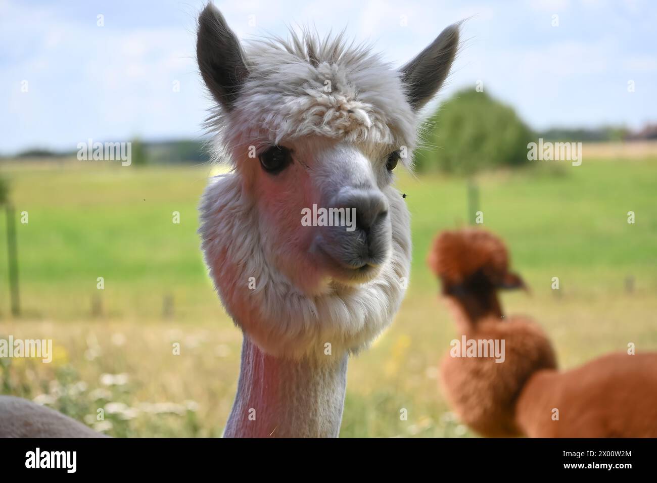White alpaca standing in the foreground, facing the camera with wide ...