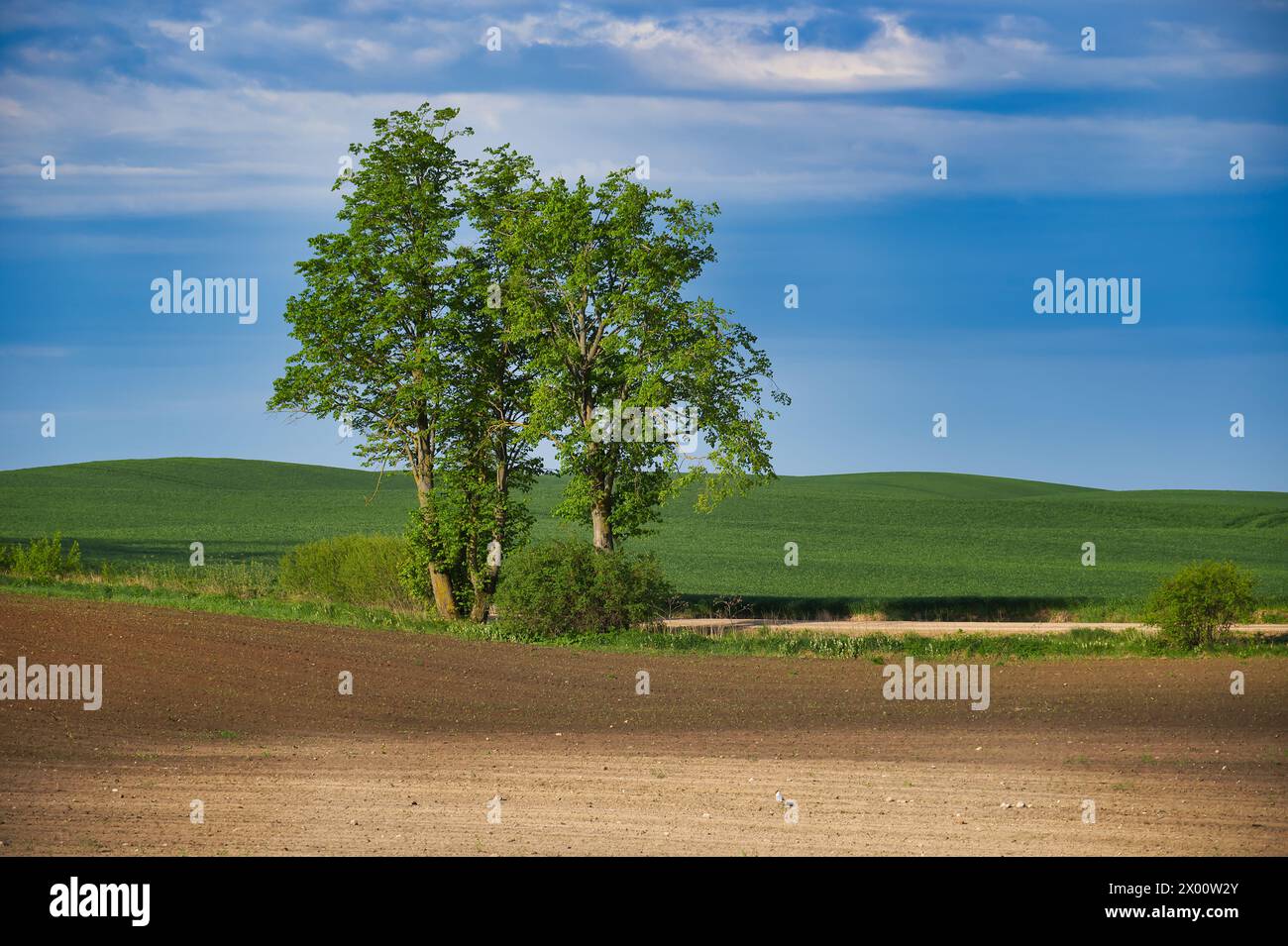 Rural landscape with a vast gentle slope covered in green grass, two ...