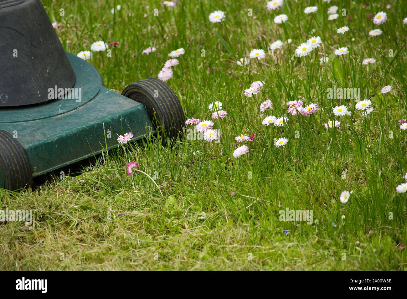 Electric lawn mower and dainty white and pink spring flowers in a green ...