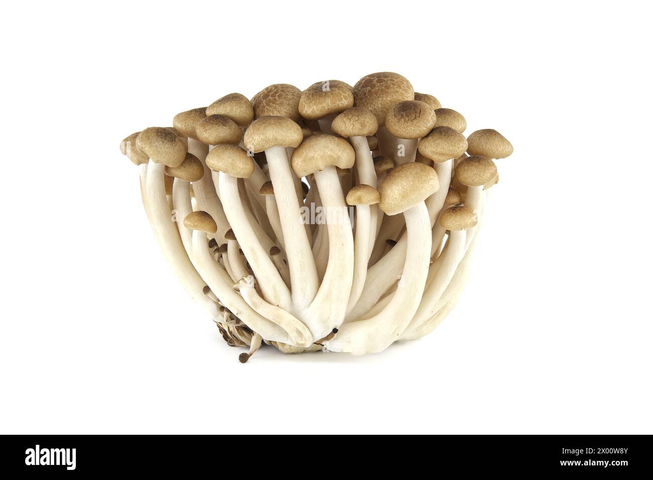 Beech mushrooms (Hypsizygus tessellatus) isolated on white background ...