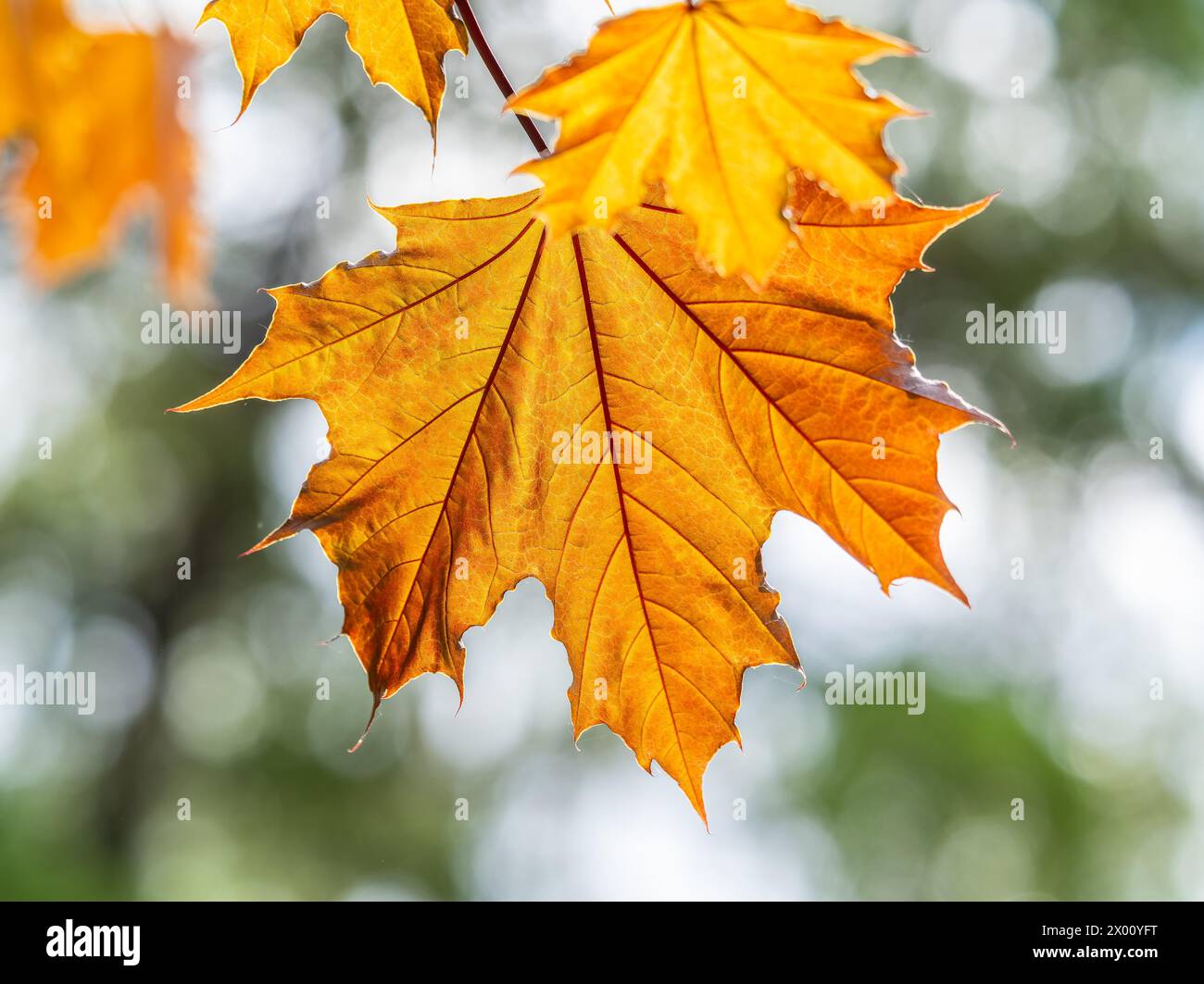 Tree branch with dark red leaves, Acer platanoides, the Norway maple ...