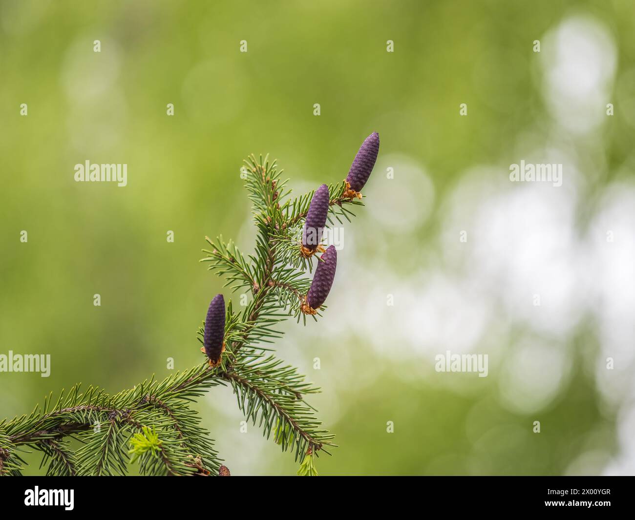A young female cone of ordinary spruce, it is pink and its scales ...