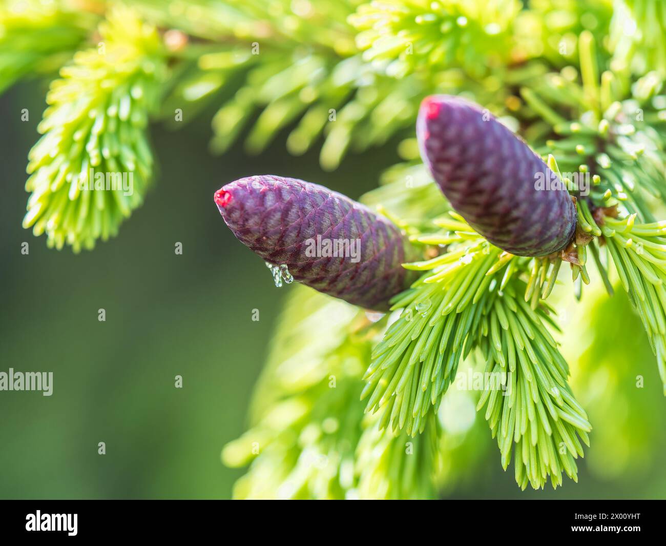 A young female cone of ordinary spruce, it is pink and its scales ...