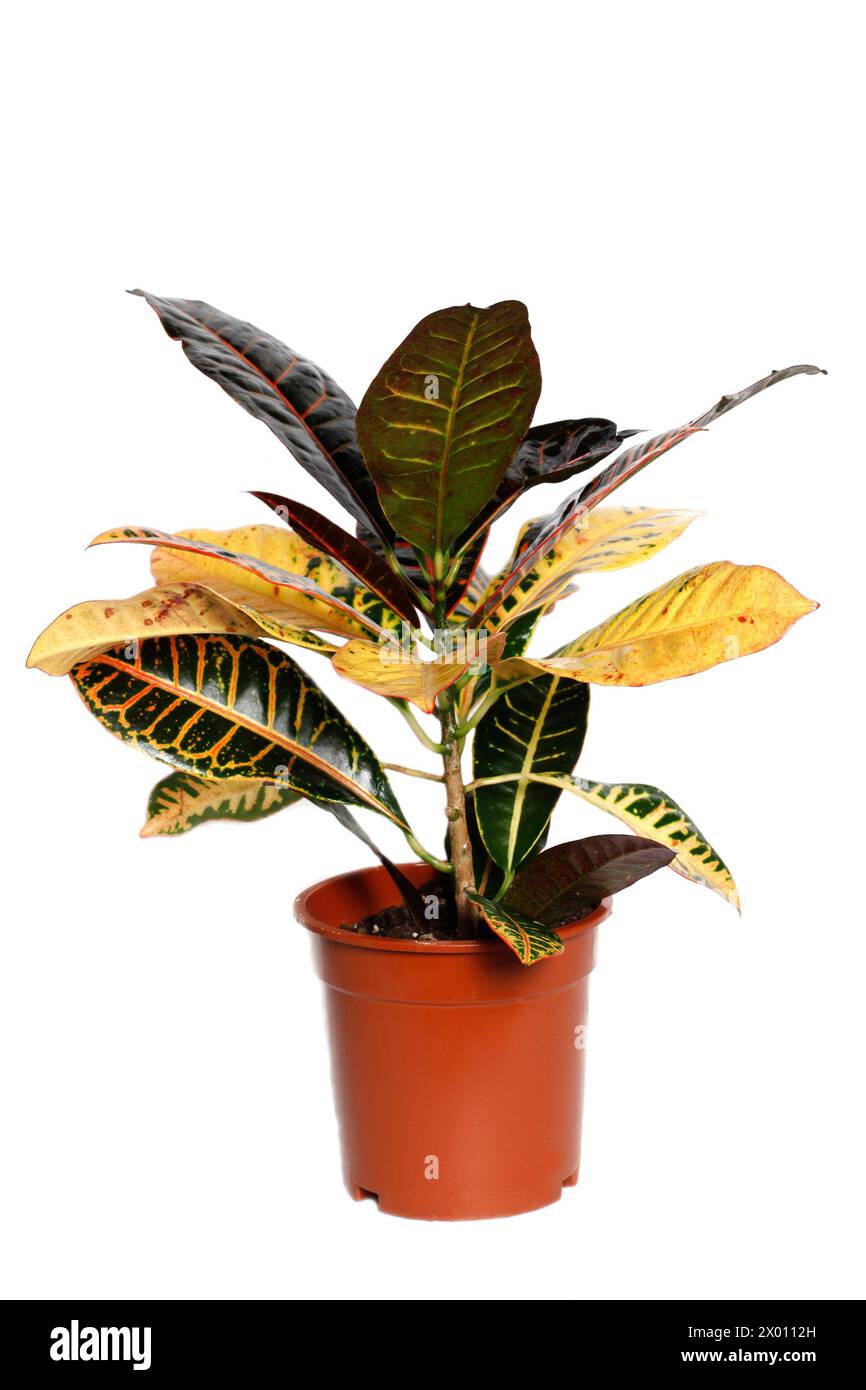 How to Grow and Care for Croton Plants. Croton Plant in flowerpot ...